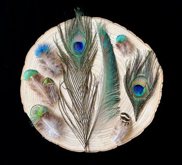 Collections de plumes 🪶 - Plumes Naturelles