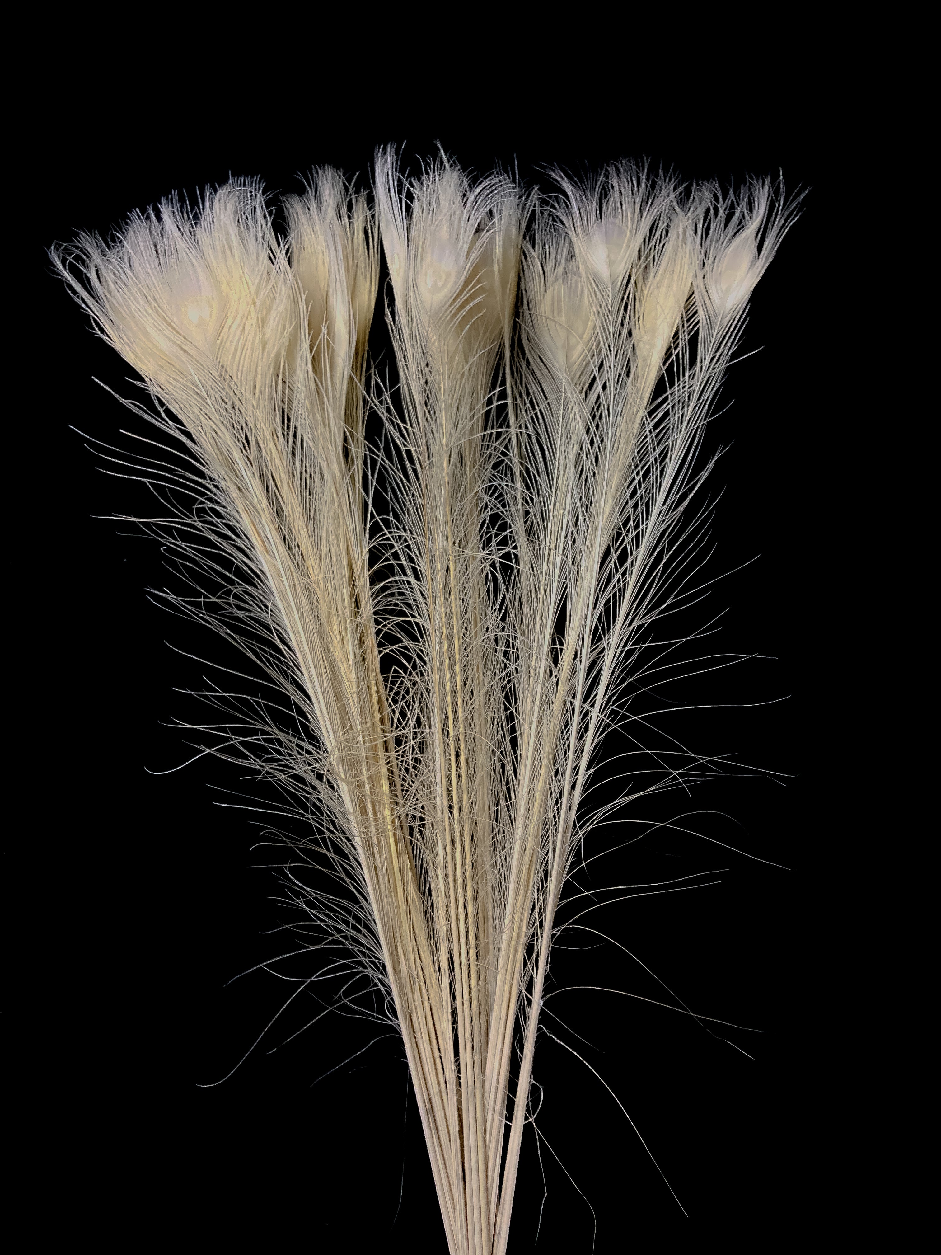 Plumes de paon blanc, 80 cm - Plumes Naturelles