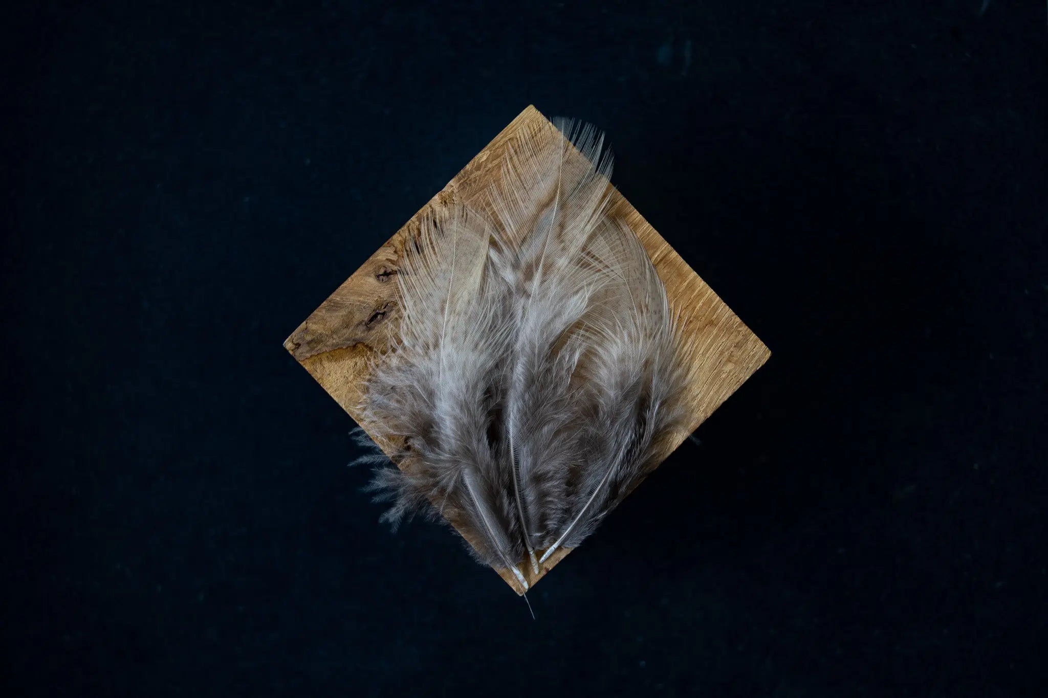 Plumes de faisans de colchide grise 5-10cm - Plumes Naturelles