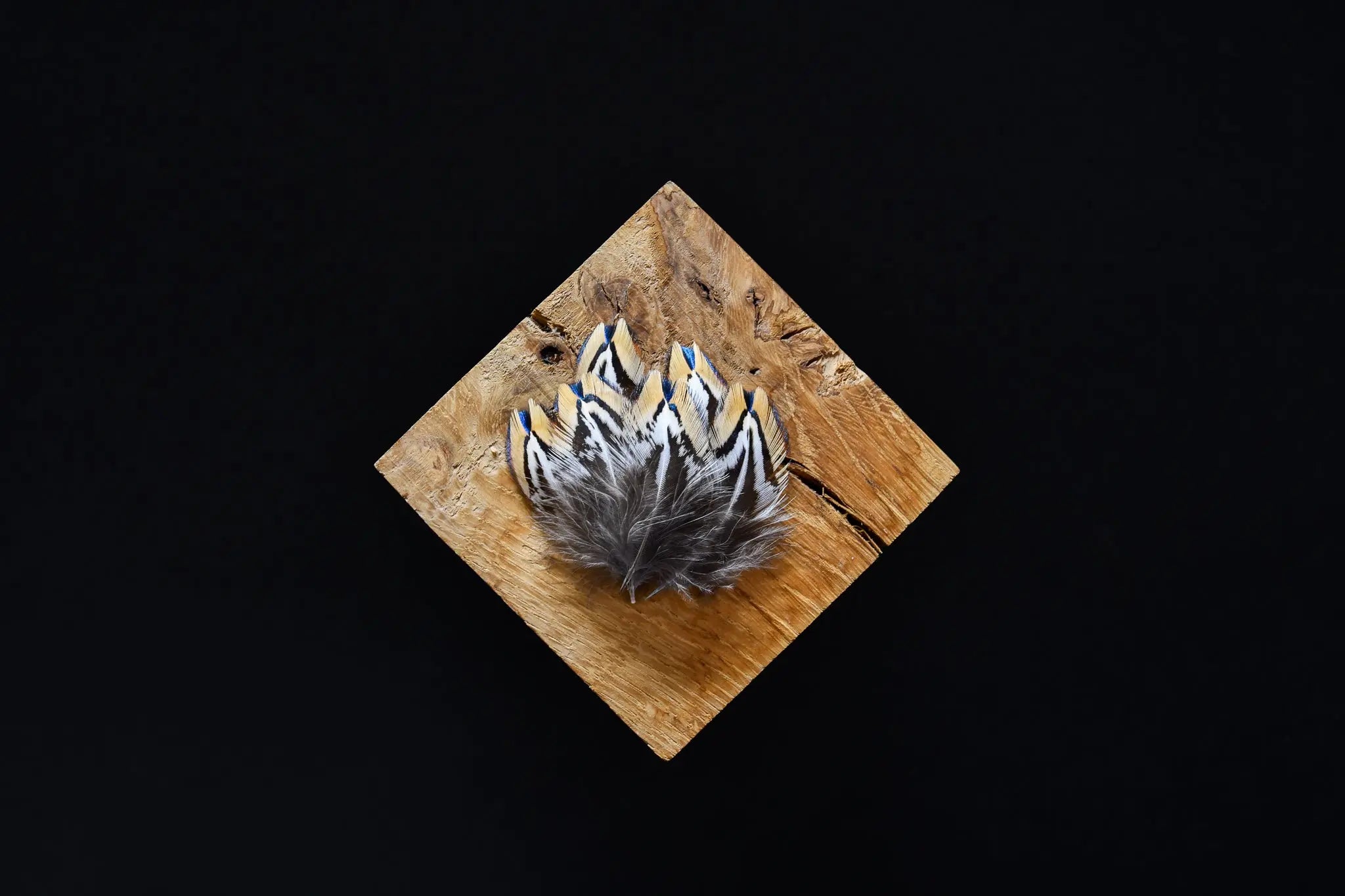 Plume de faisan de colchide jaunes noires et blanches 5-8cm - Plumes ...