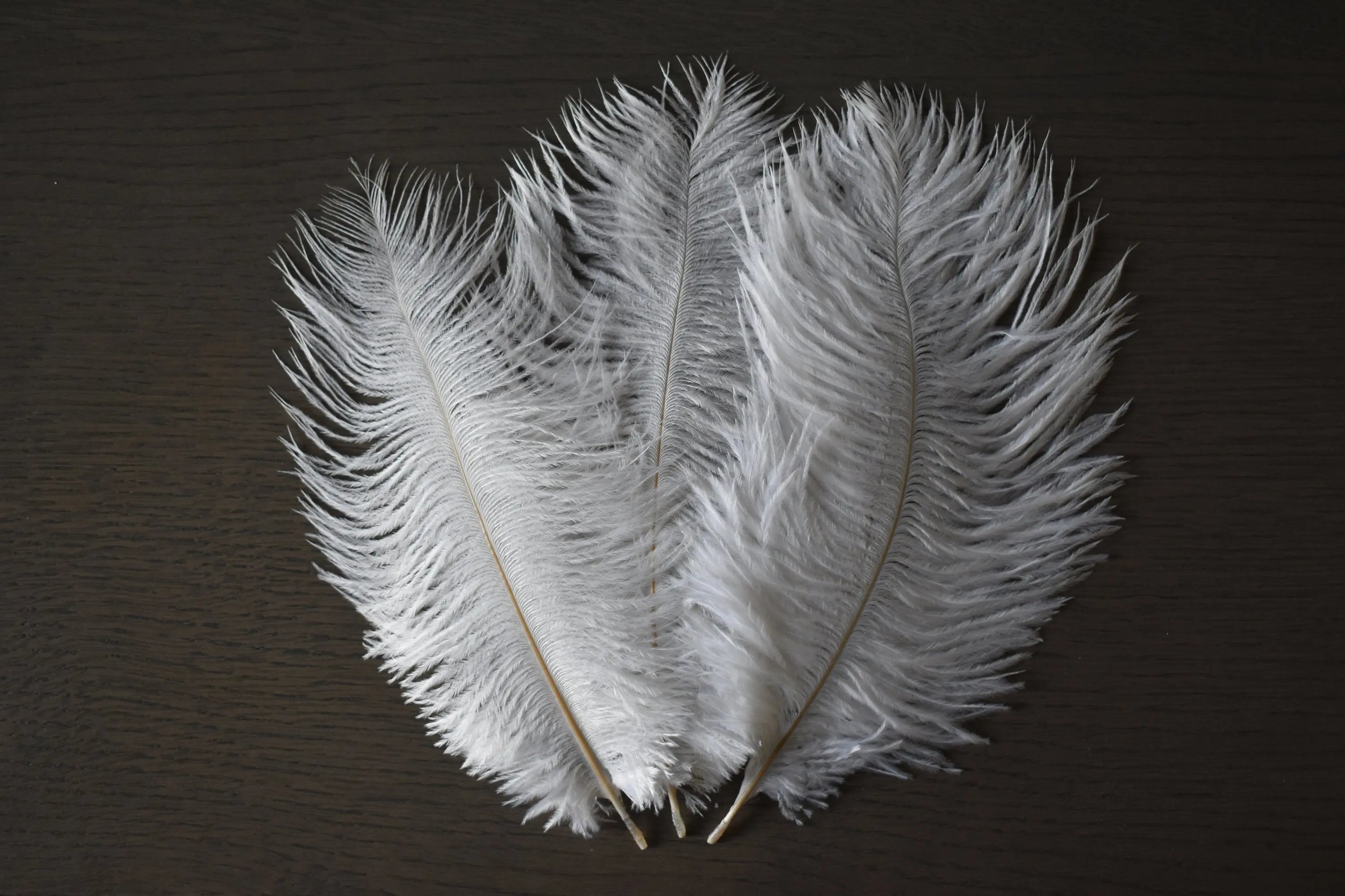 Plume d'autruche blanche 16-22 cm- Plumes Naturelles