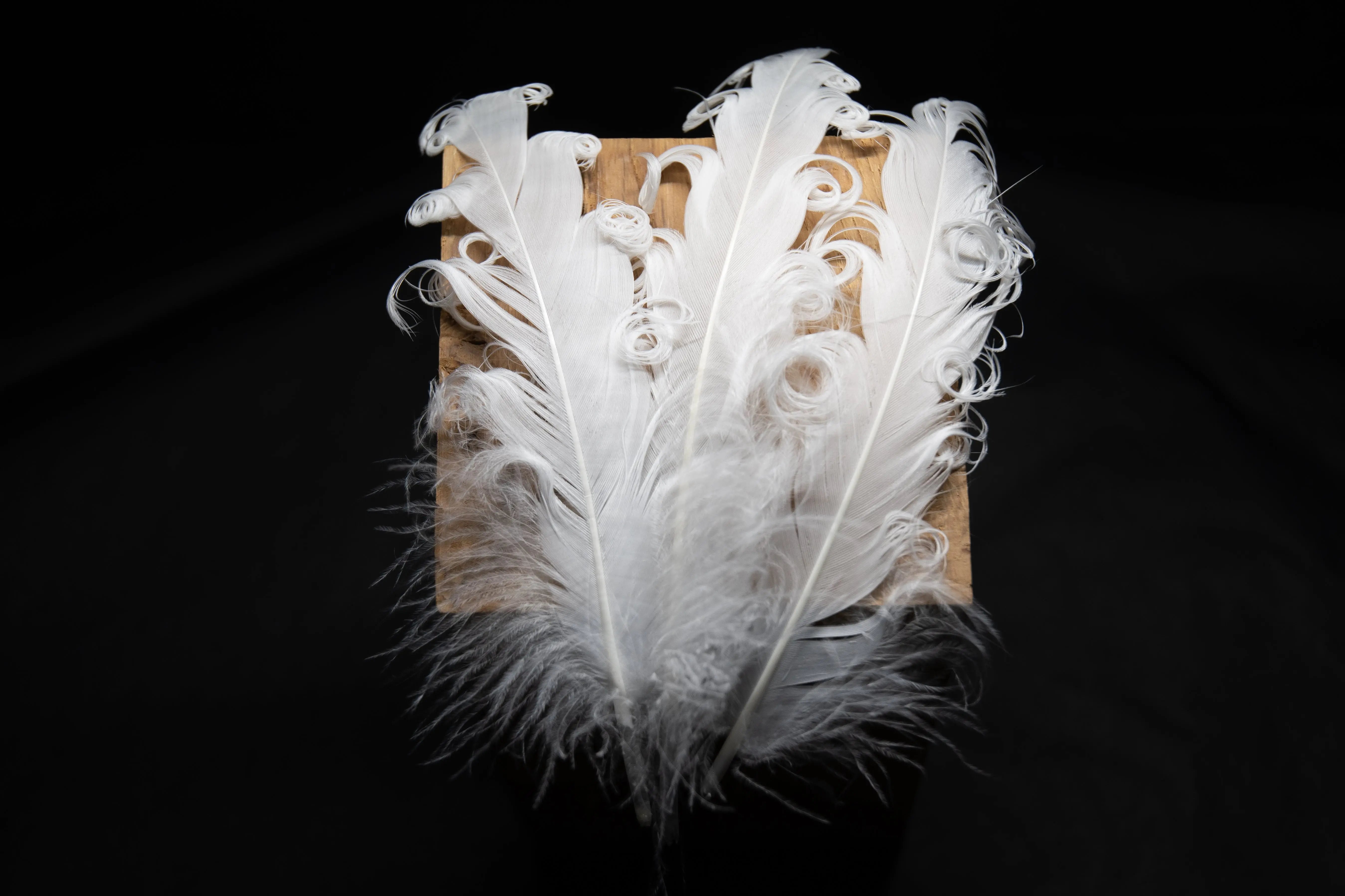 Plumes d'oies blanches frisées - Plumes Naturelles