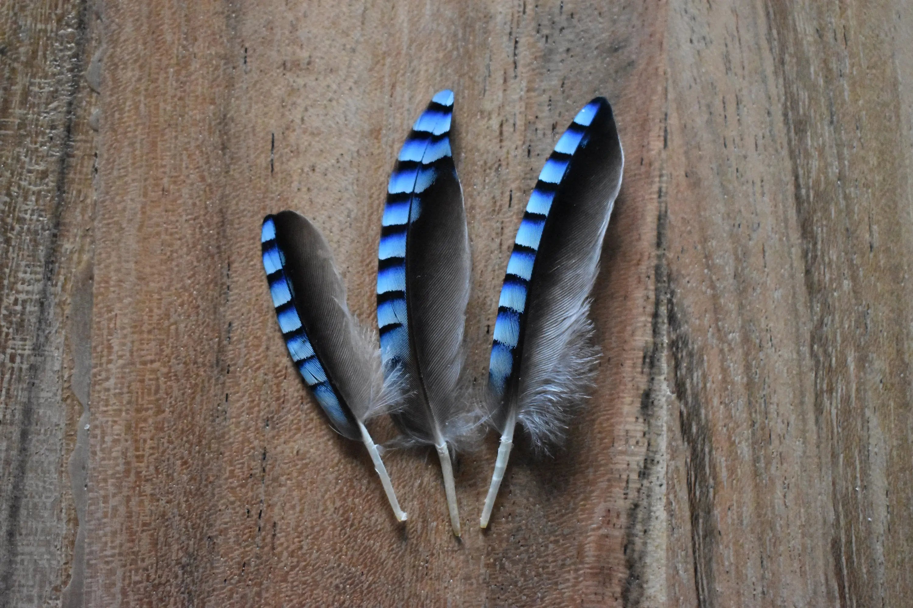 Plumes de Geai d'Europe Bleu Ciel 3-6cm - Plumes Naturelles