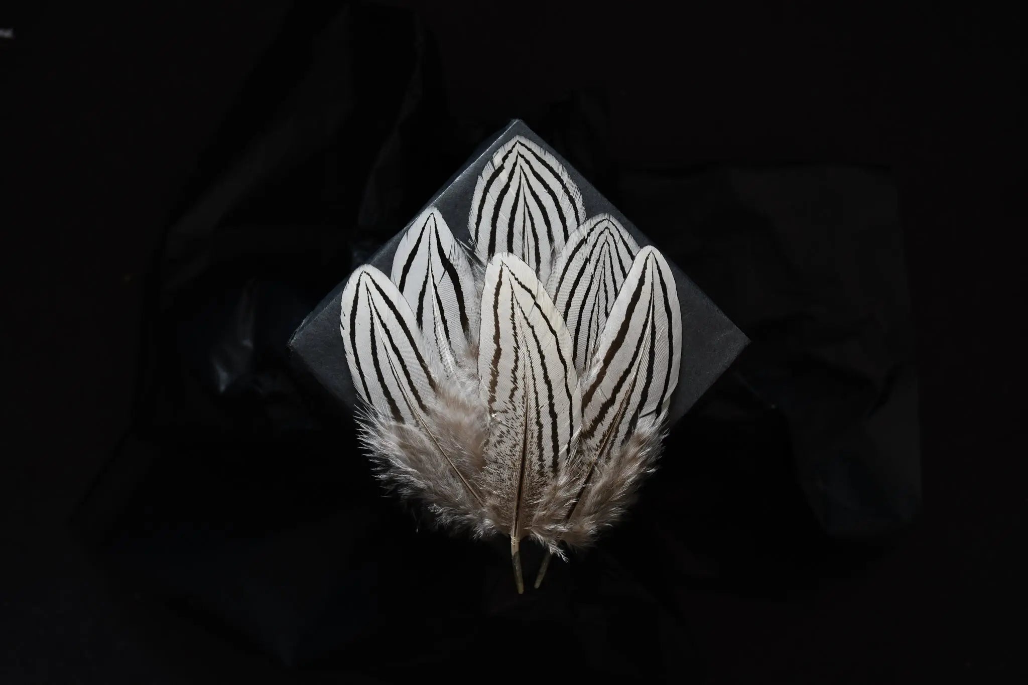 Plumes de faisan argenté 6-12 cm - Plumes Naturelles