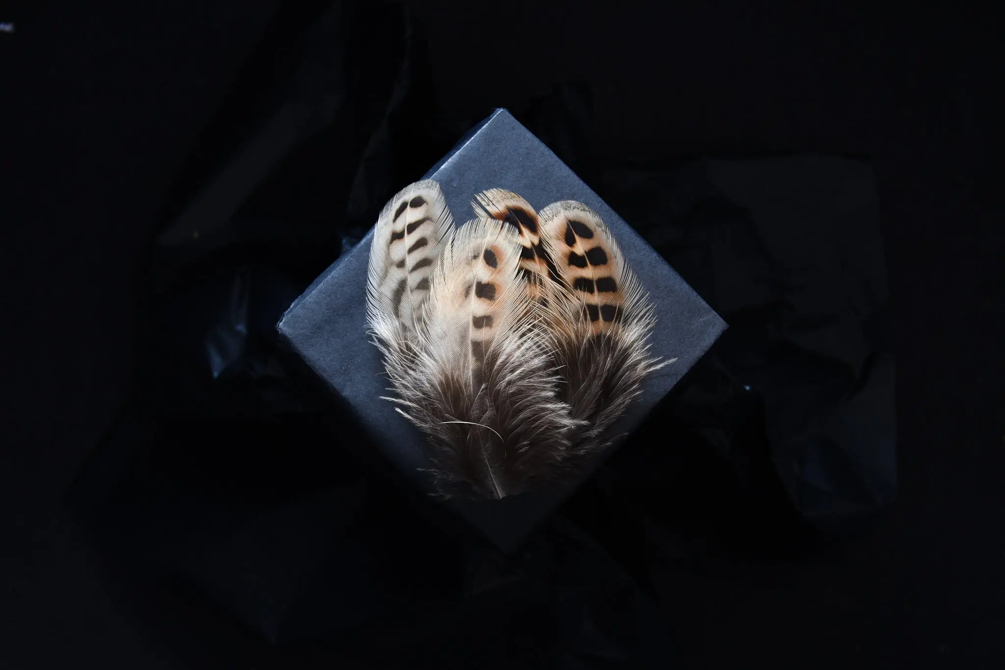 Plumes de faisan de colchide marron beige 5-10cm - Plumes Naturelles