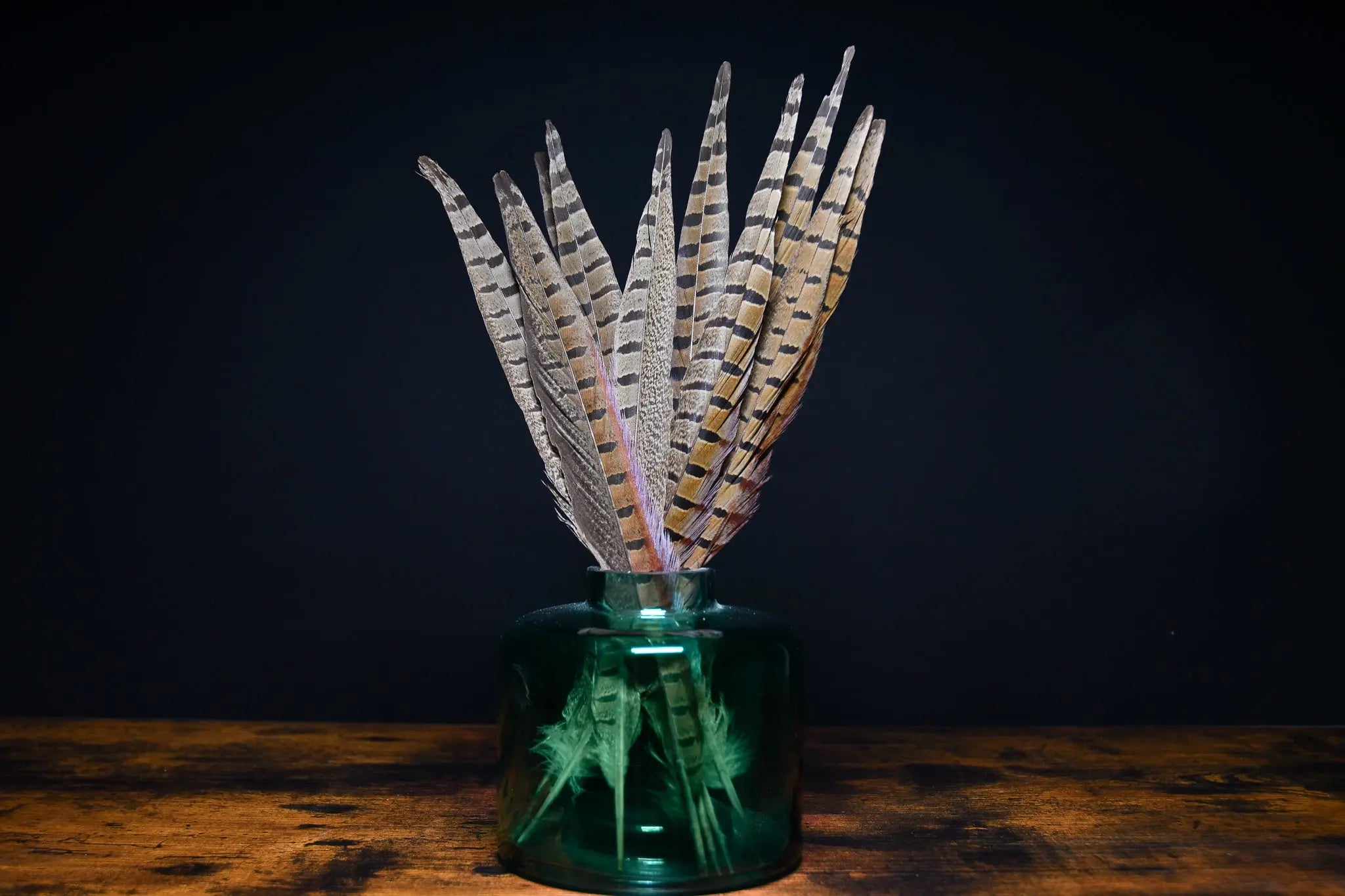 Plumes de faisan de colchide mâle 20-25cm - Plumes Naturelles