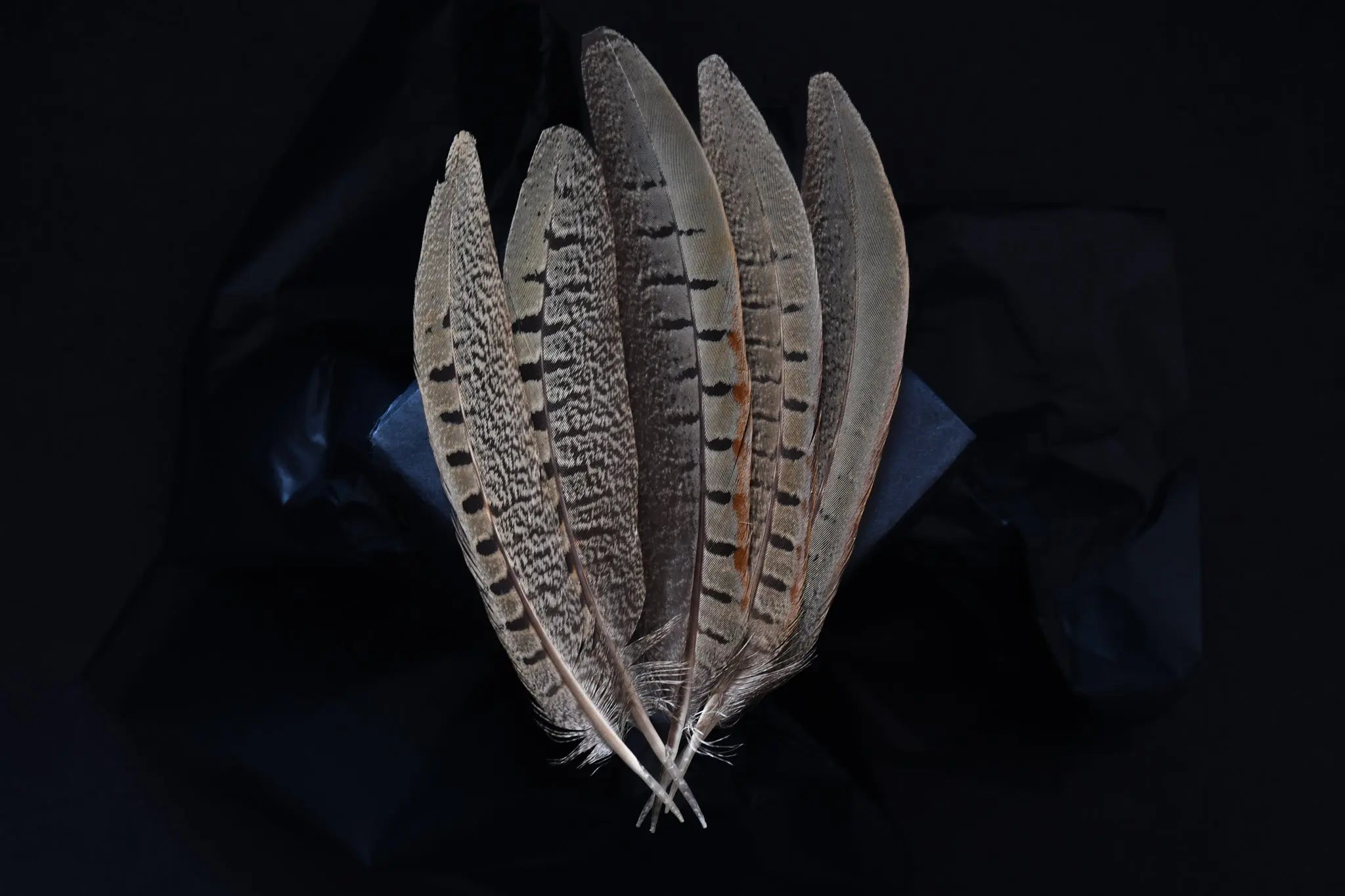 Plumes de faisan de colchide mâle 12-15 cm - Plumes Naturelles