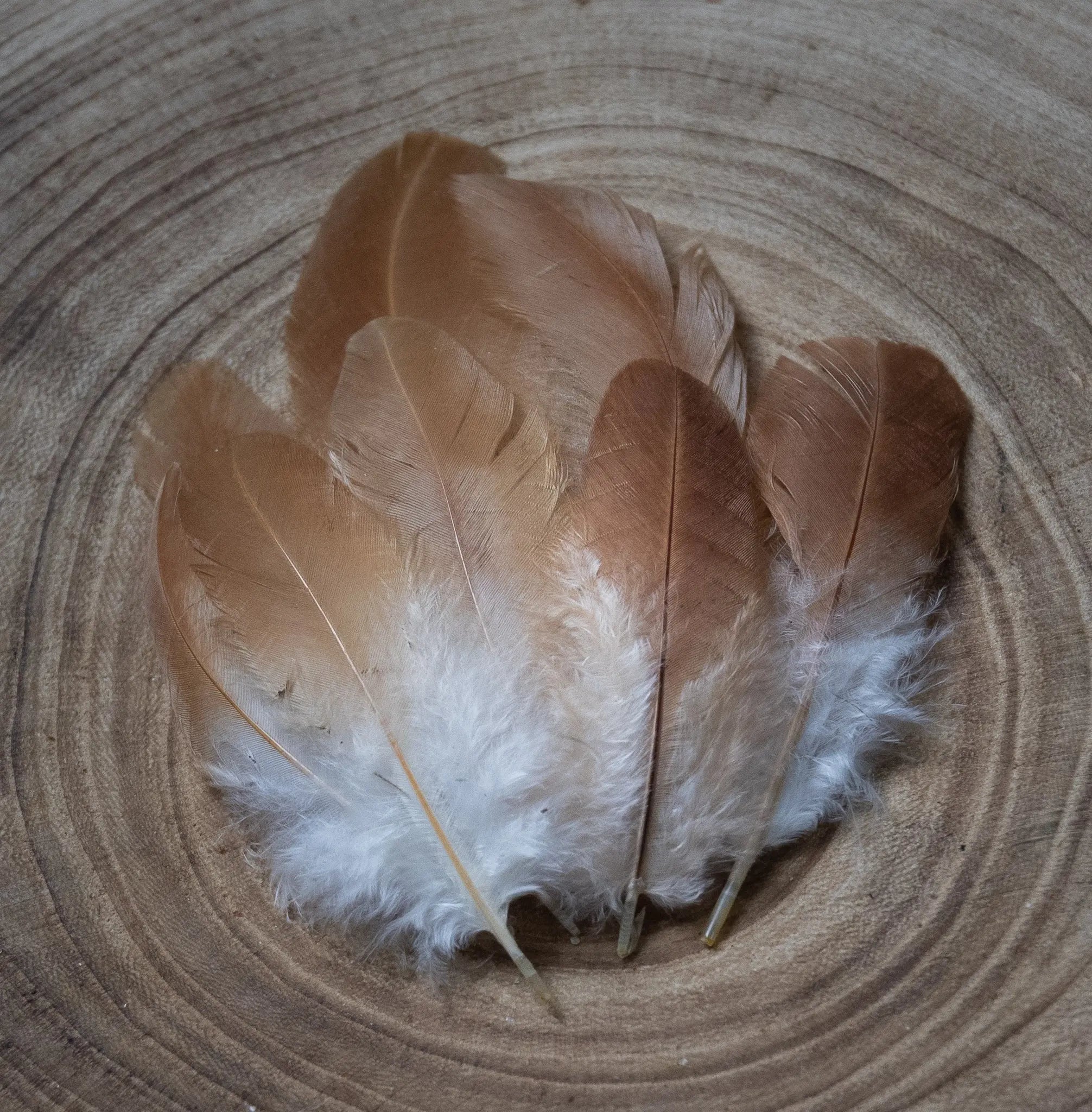 Plumes de poule Blanche Orange 5-10 cm - Plumes Naturelles