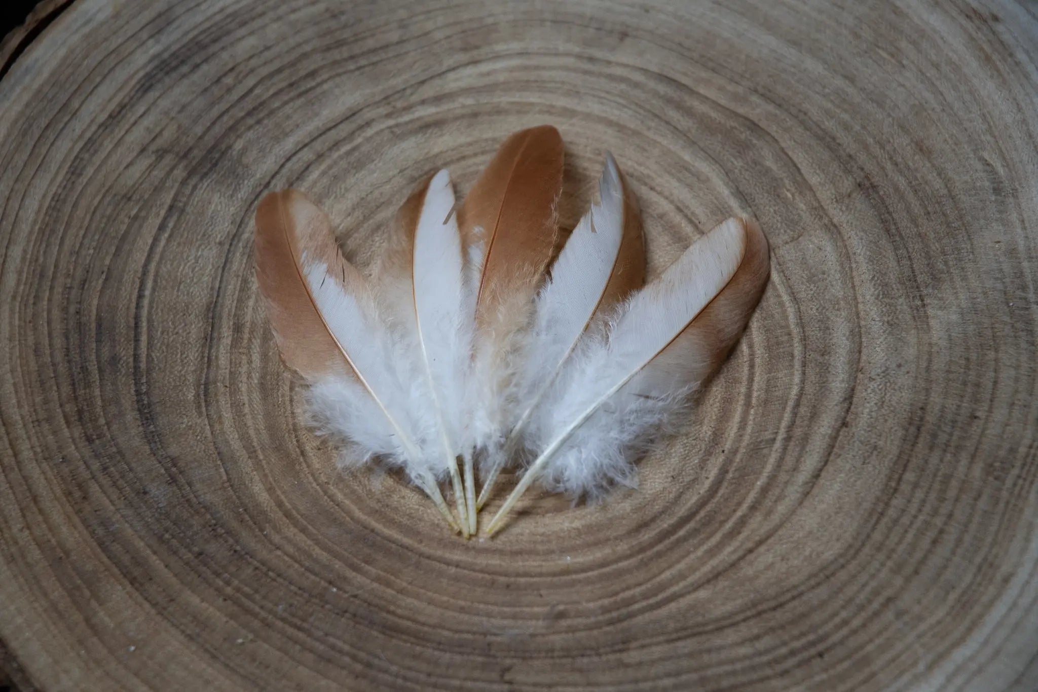 Plumes de Poule Blanche Orange 6-12 cm - Plumes Naturelles