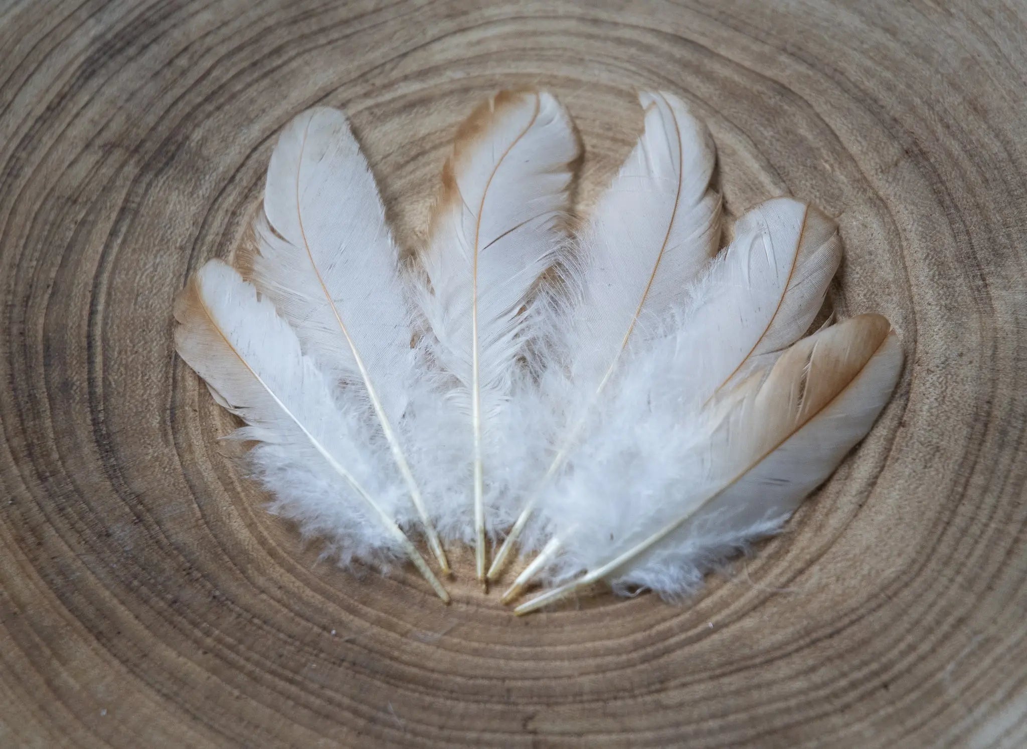 Plumes de poules claires et blanches - Plumes Naturelles