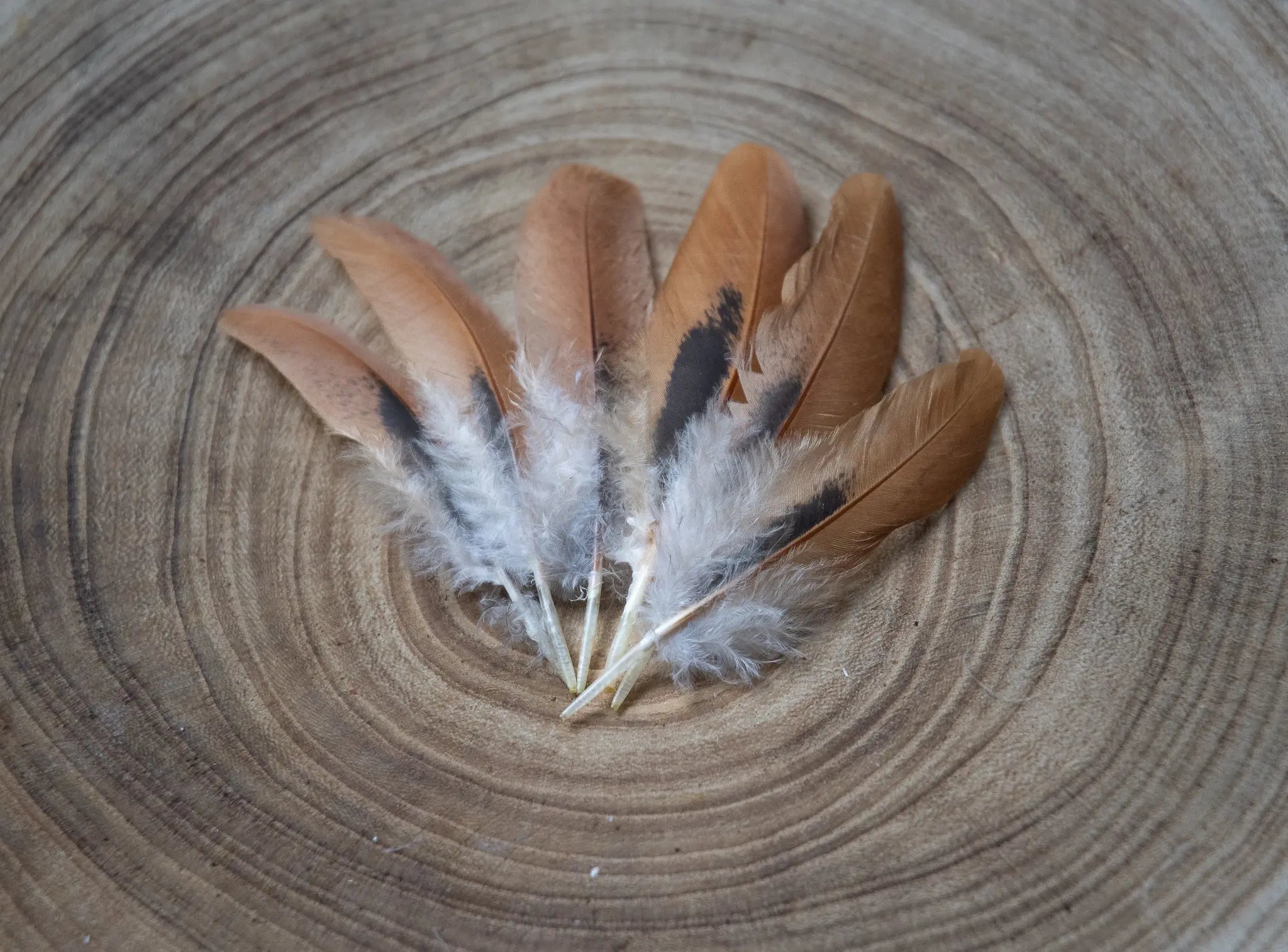 Plumes de poules marrons et noires 8-12 cm - Plumes Naturelles