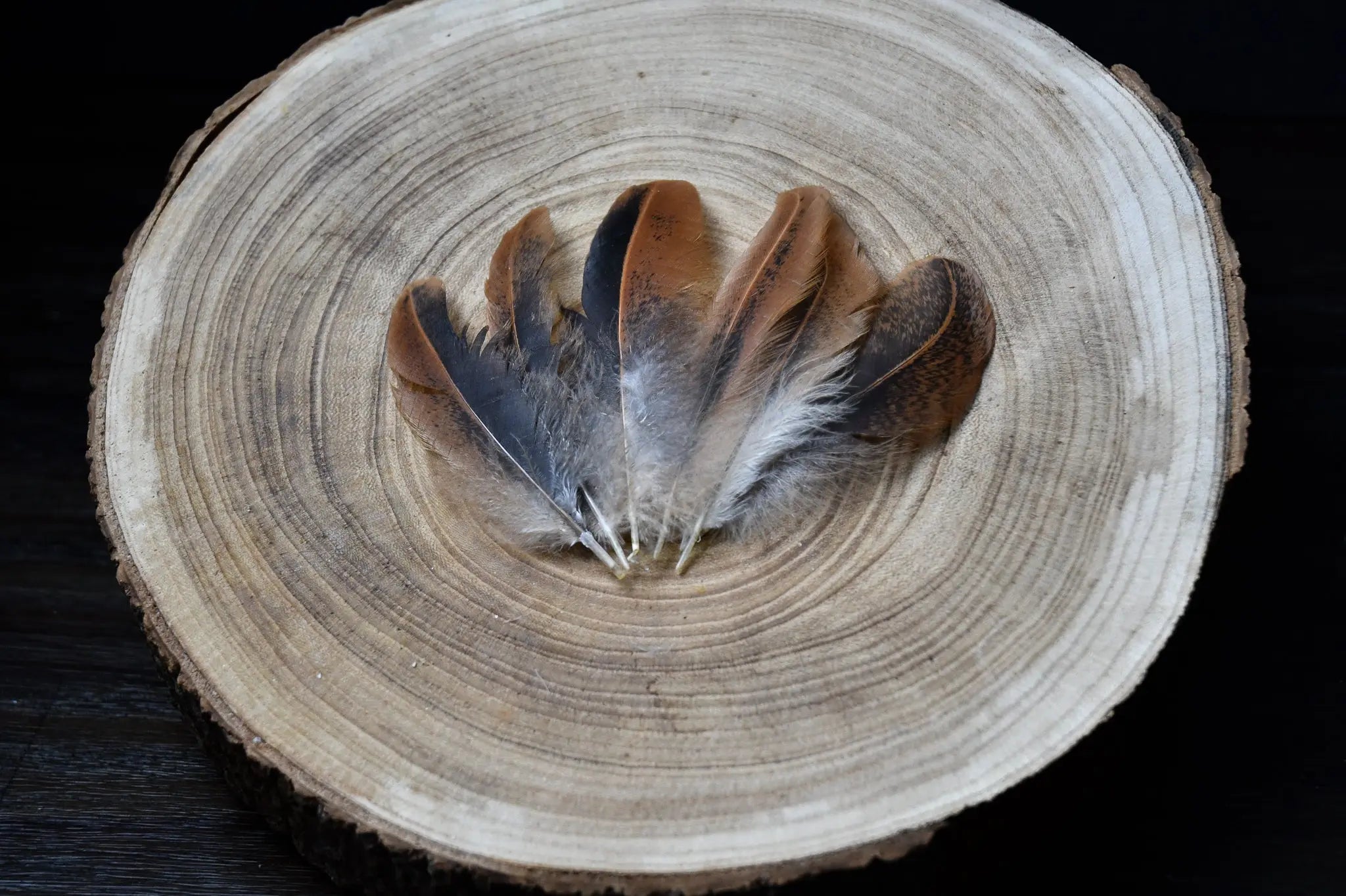Plumes de poules marrons et noires - Plumes Naturelles