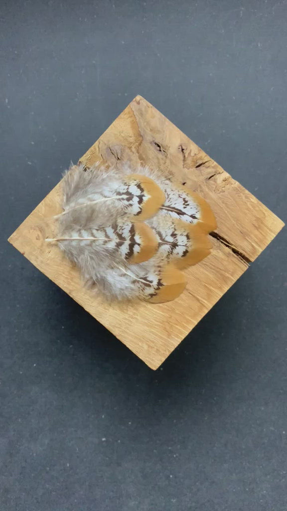 Plumes de Faisan Vénéré Doré 9-12cm - Plumes Naturelles